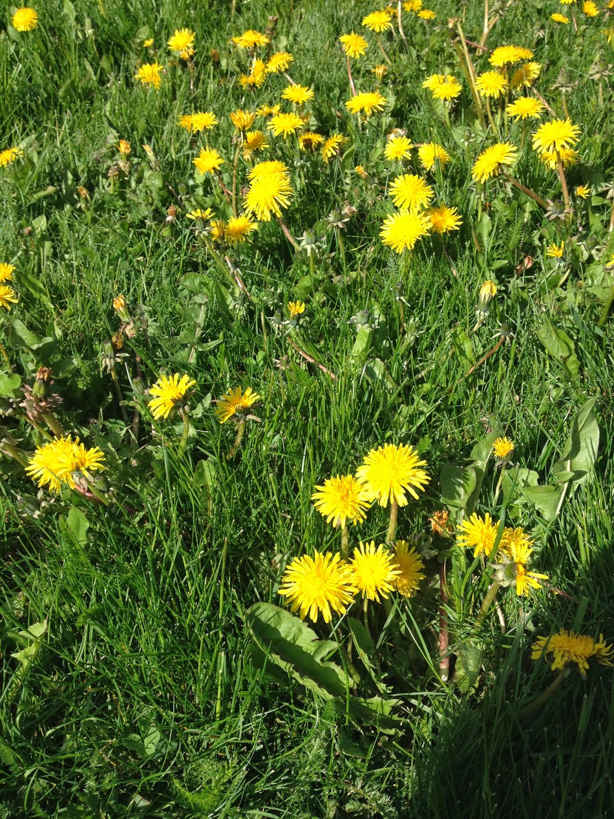 Maskrosor är inte alls fula!!! - KAMILLAS KAMERA